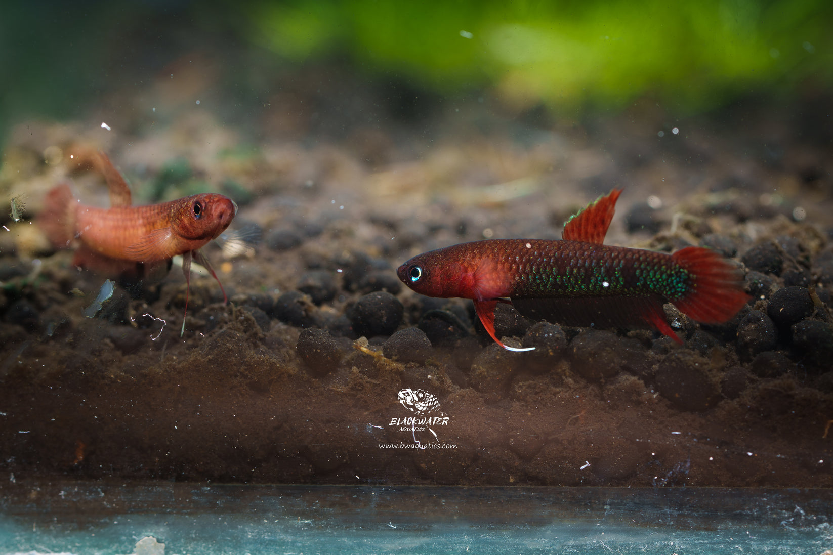 Betta sp. Jade | Wild Betta Fish – BWAquatics