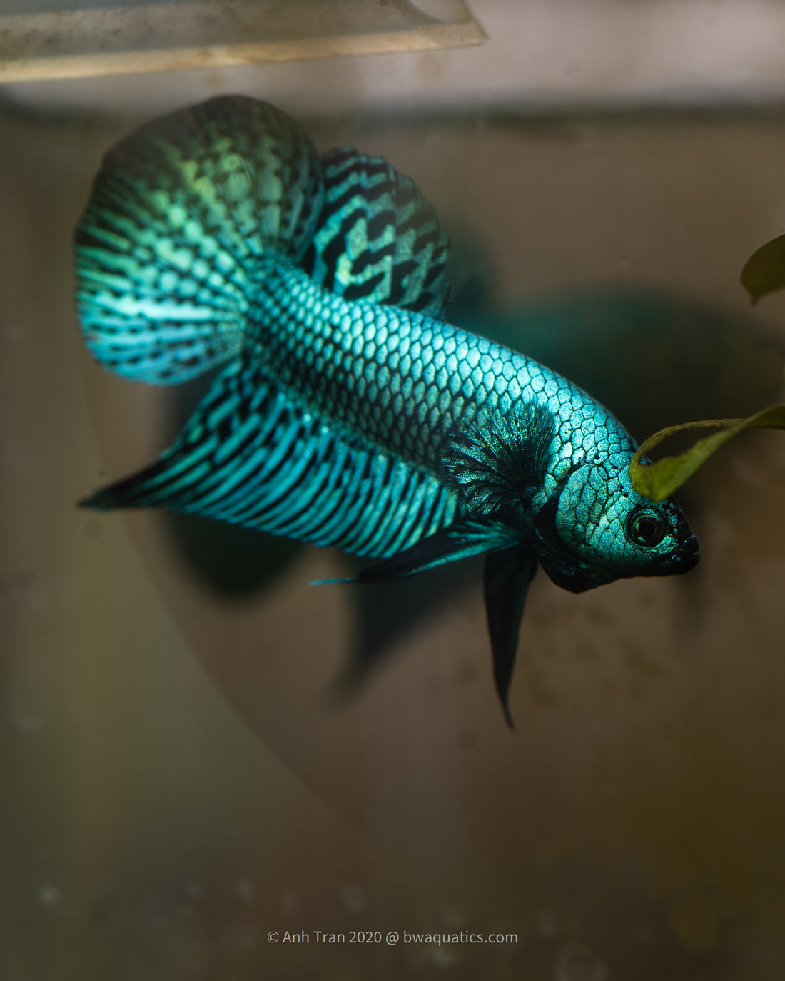 Rare Wild Betta Fish | Blackwater Aquatics – BWAquatics