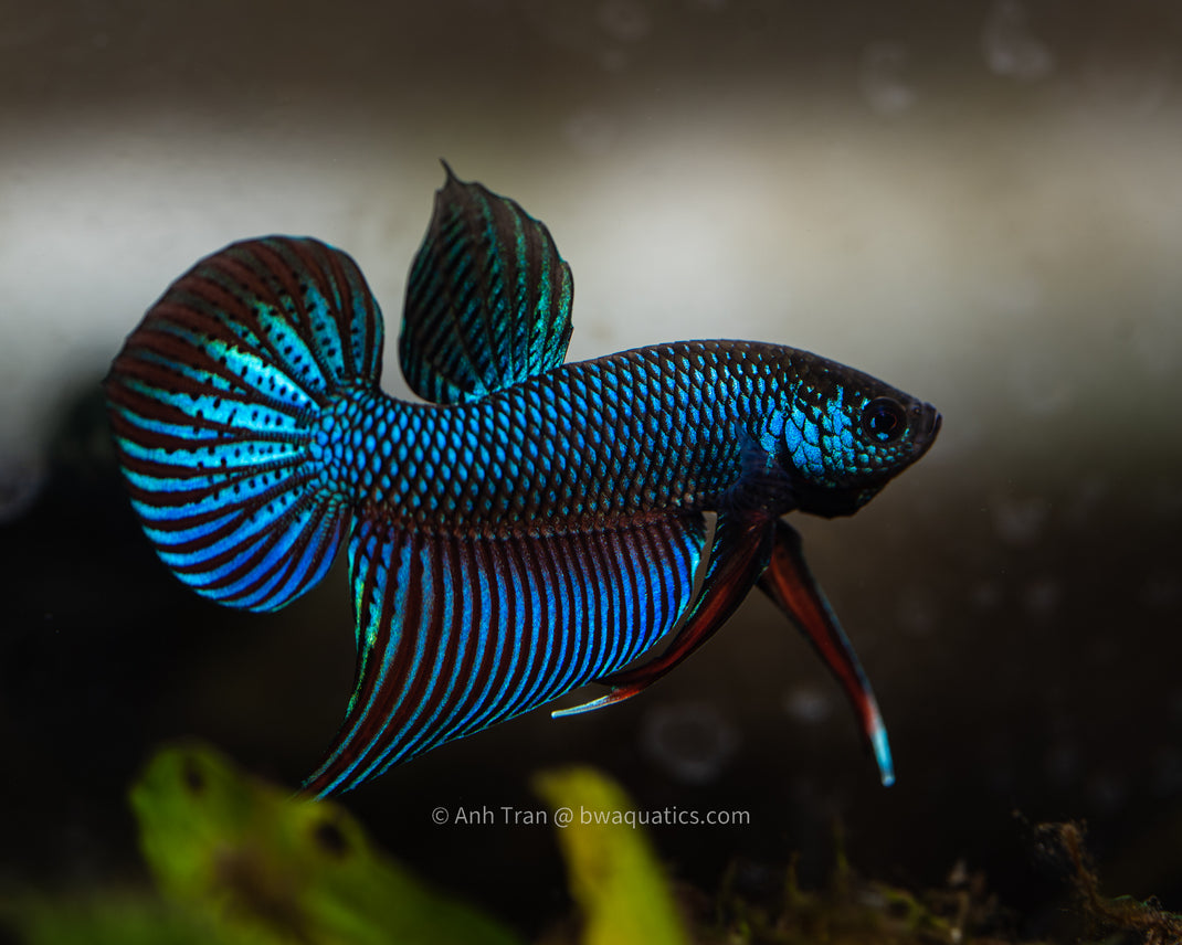 Rare Wild Betta Fish | Blackwater Aquatics – BWAquatics