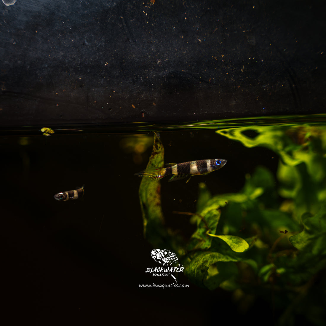 Epiplatys annulatus "Clown Killifish" or "Banded panchax" – BWAquatics