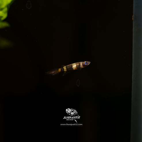 Epiplatys annulatus "Clown Killifish" or "Banded panchax" – BWAquatics