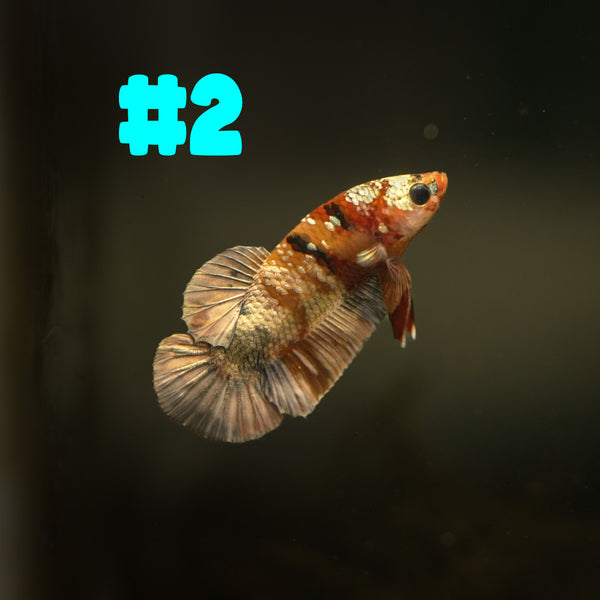 Fancy Copper Nemo Plakat Betta – BWAquatics