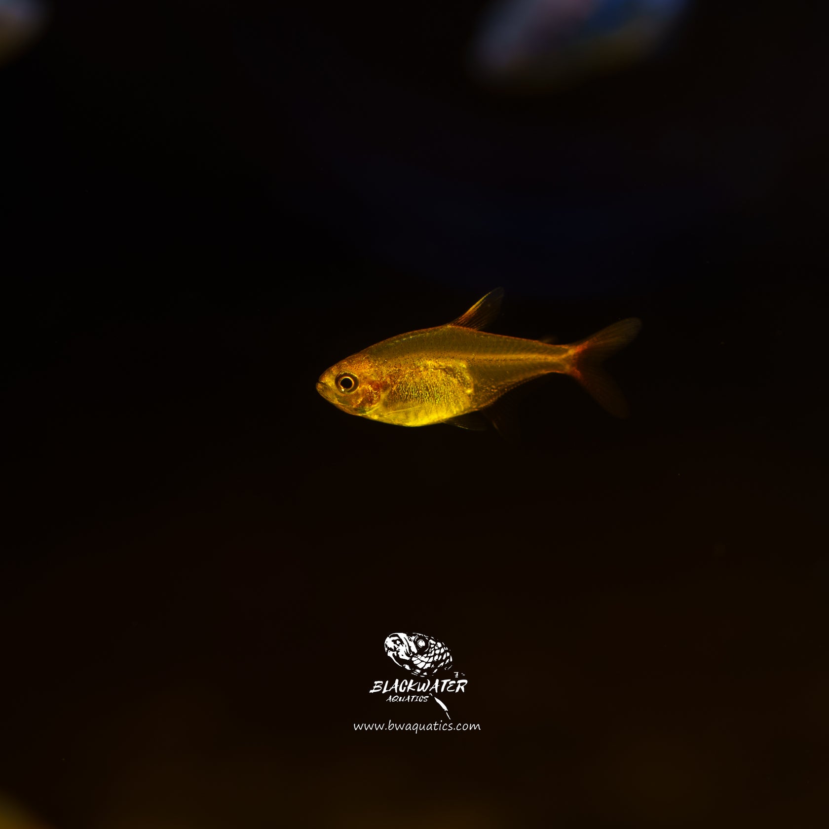 Rare Wild Betta Fish | Blackwater Aquatics – BWAquatics