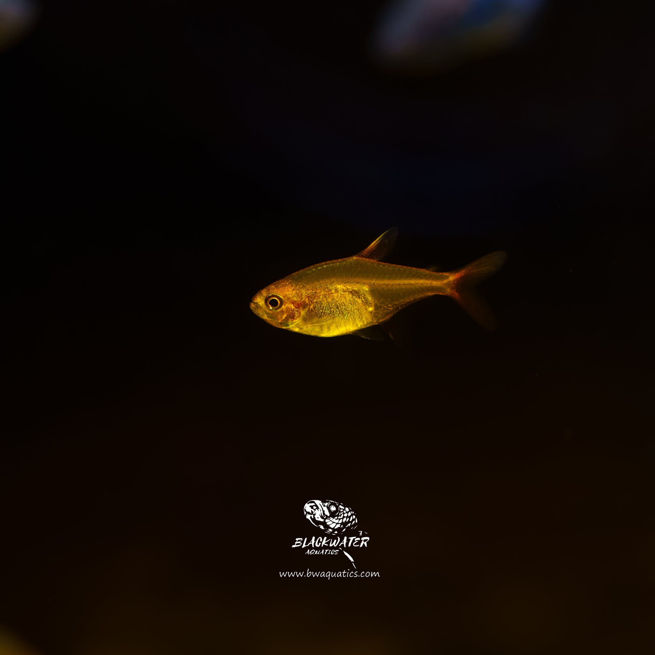 Rare Wild Betta Fish | Blackwater Aquatics – BWAquatics