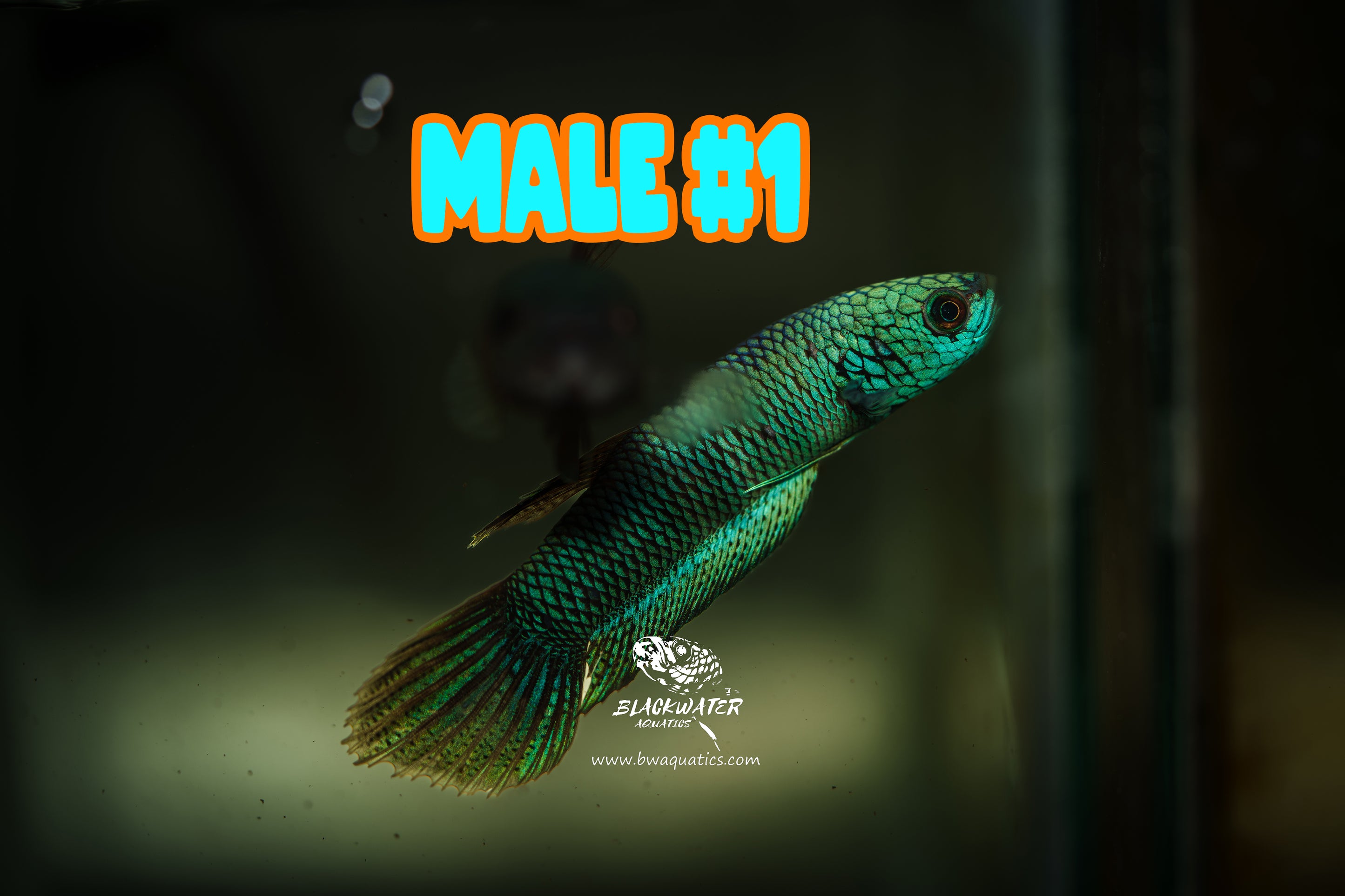 Rare Wild Betta Fish | Blackwater Aquatics – BWAquatics
