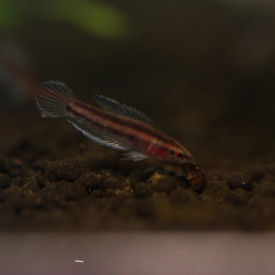 Parosphromenus – BWAquatics
