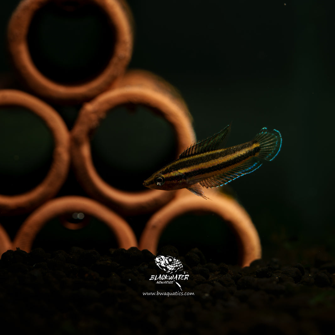 Parosphromenus – BWAquatics
