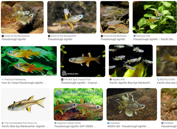 Pseudomugil Signifer (Pacific Blue Eye Rainbowfish) – BWAquatics