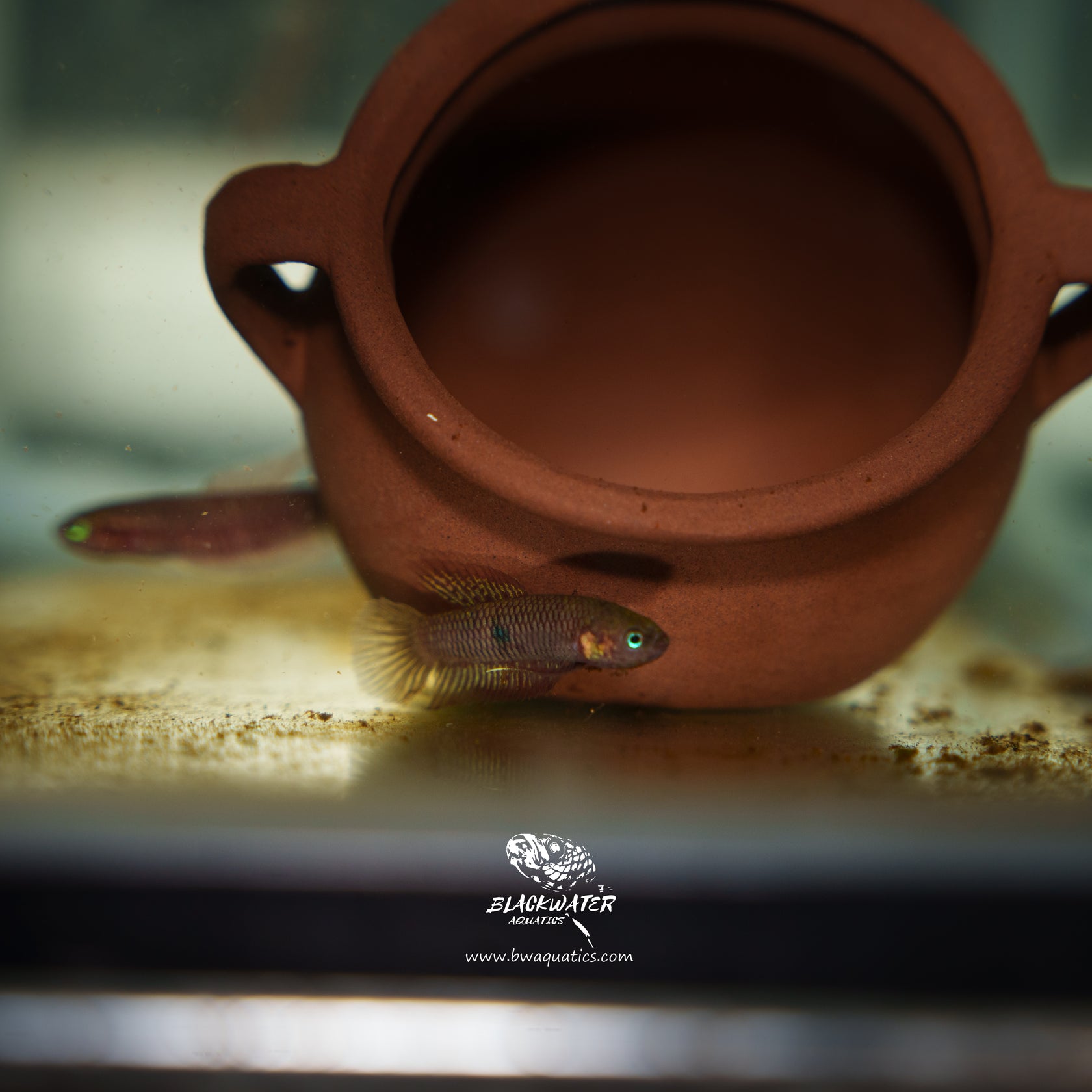 Rare Wild Betta Fish | Blackwater Aquatics – BWAquatics