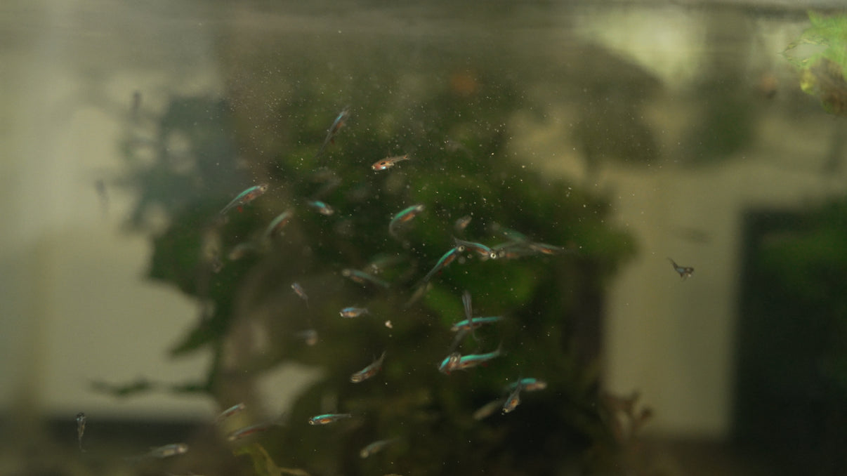 Sundadanio Axelrodi (Blue Neon Rasbora) – BWAquatics