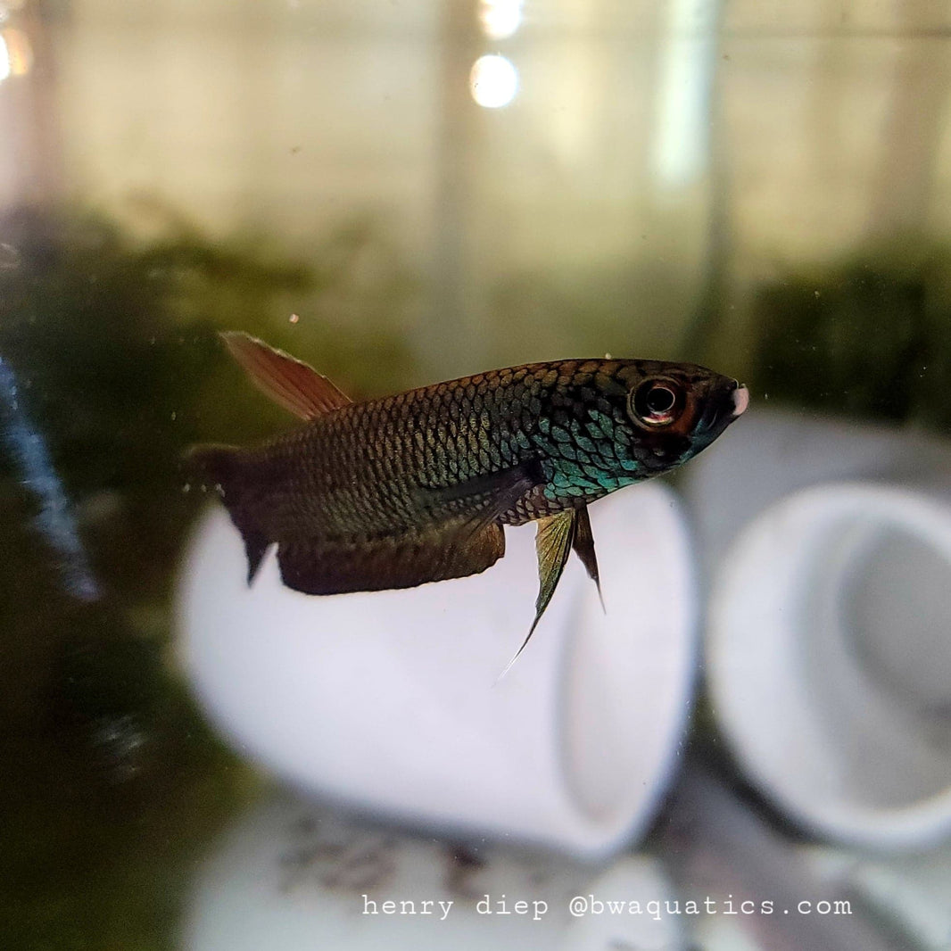 Unimaculata Complex – BWAquatics