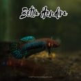 Betta Hendra - Berang | Wild Type Bettas – BWAquatics