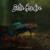 Betta Hendra - Berang | Wild Type Bettas – BWAquatics