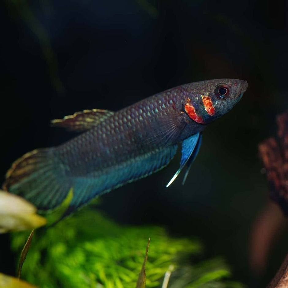 Foerschi Complex – BWAquatics