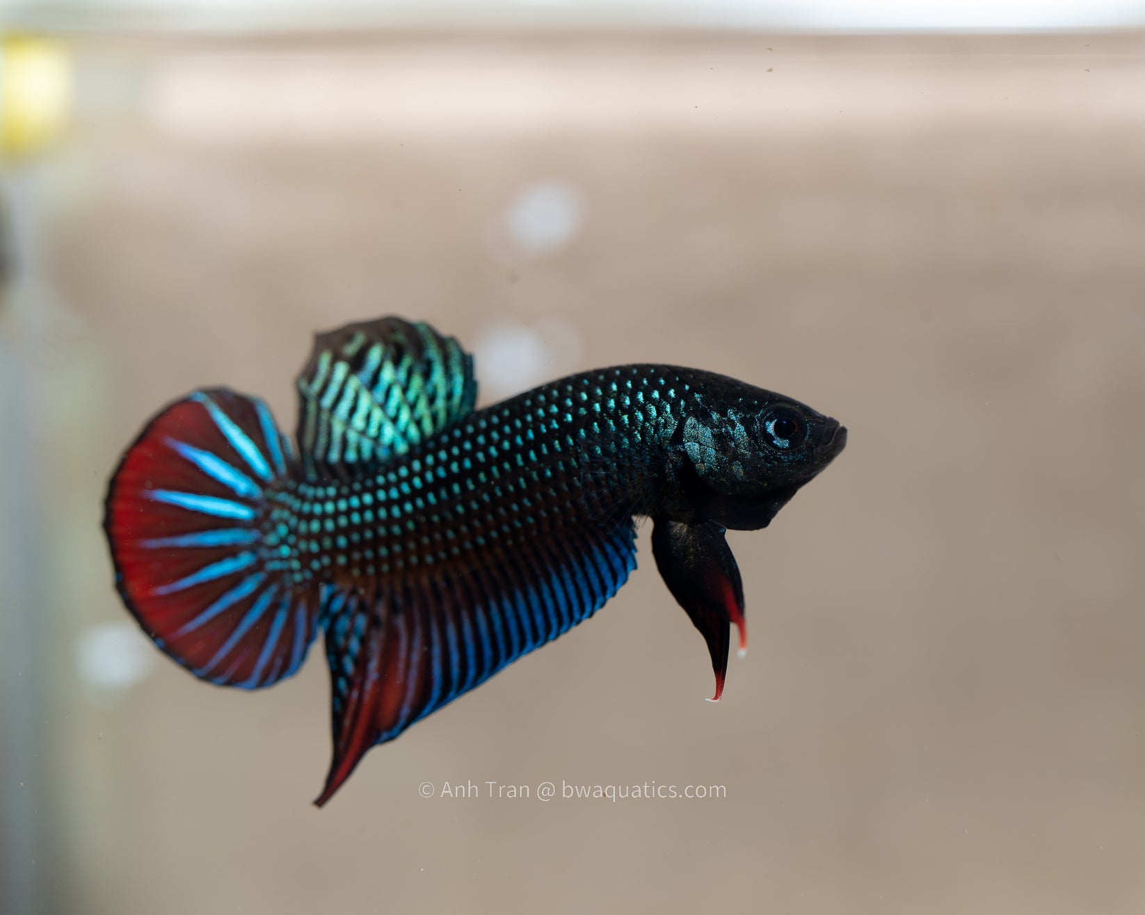 Betta Imbellis True Wild - Vietnam | Wild Type Bettas – BWAquatics