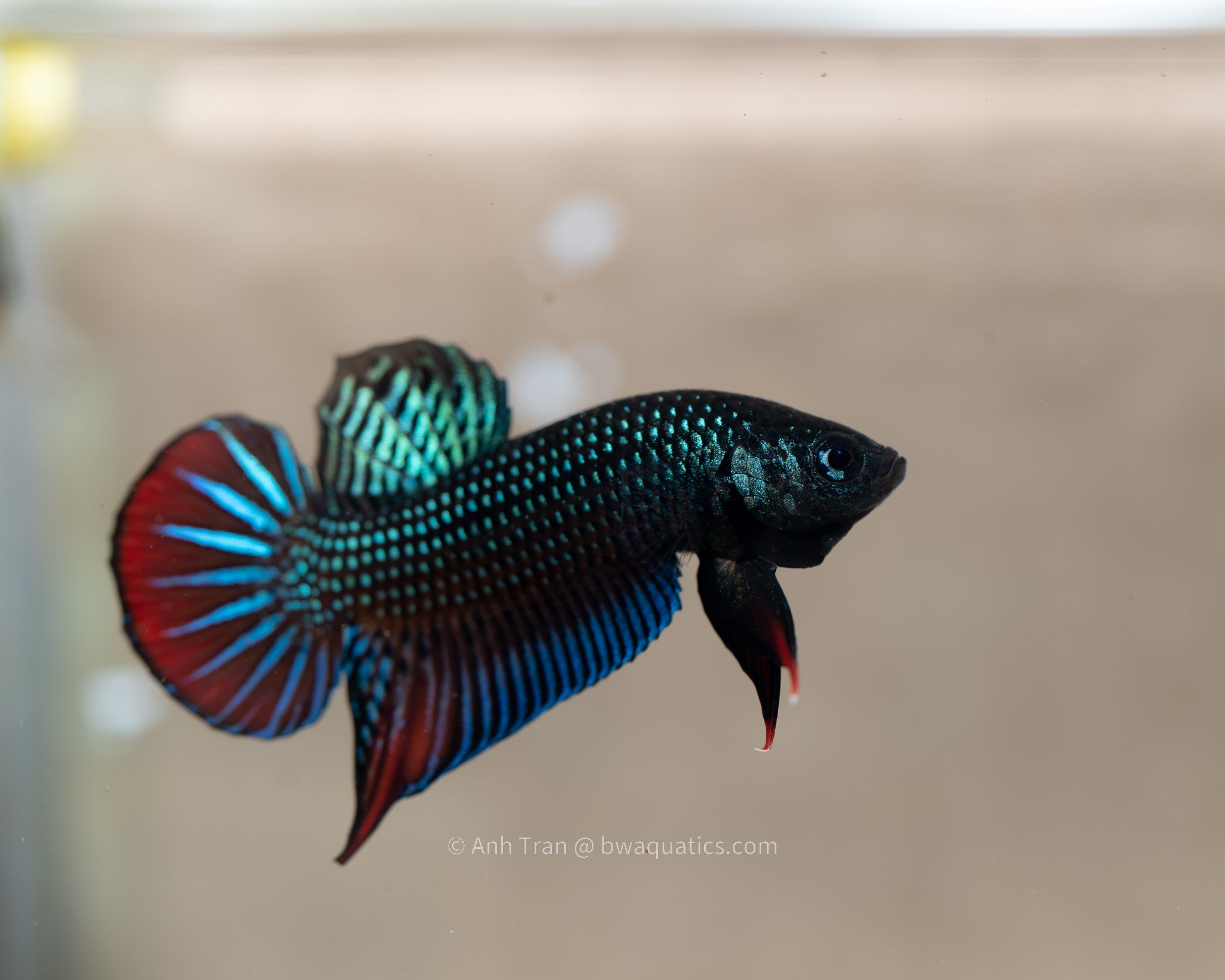 Rare Wild Betta Fish | Blackwater Aquatics – BWAquatics