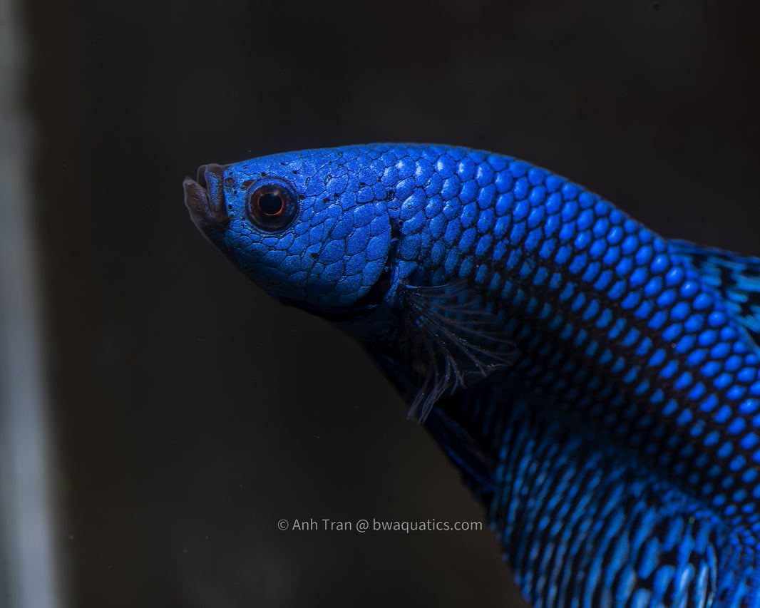 Splendens Complex – BWAquatics