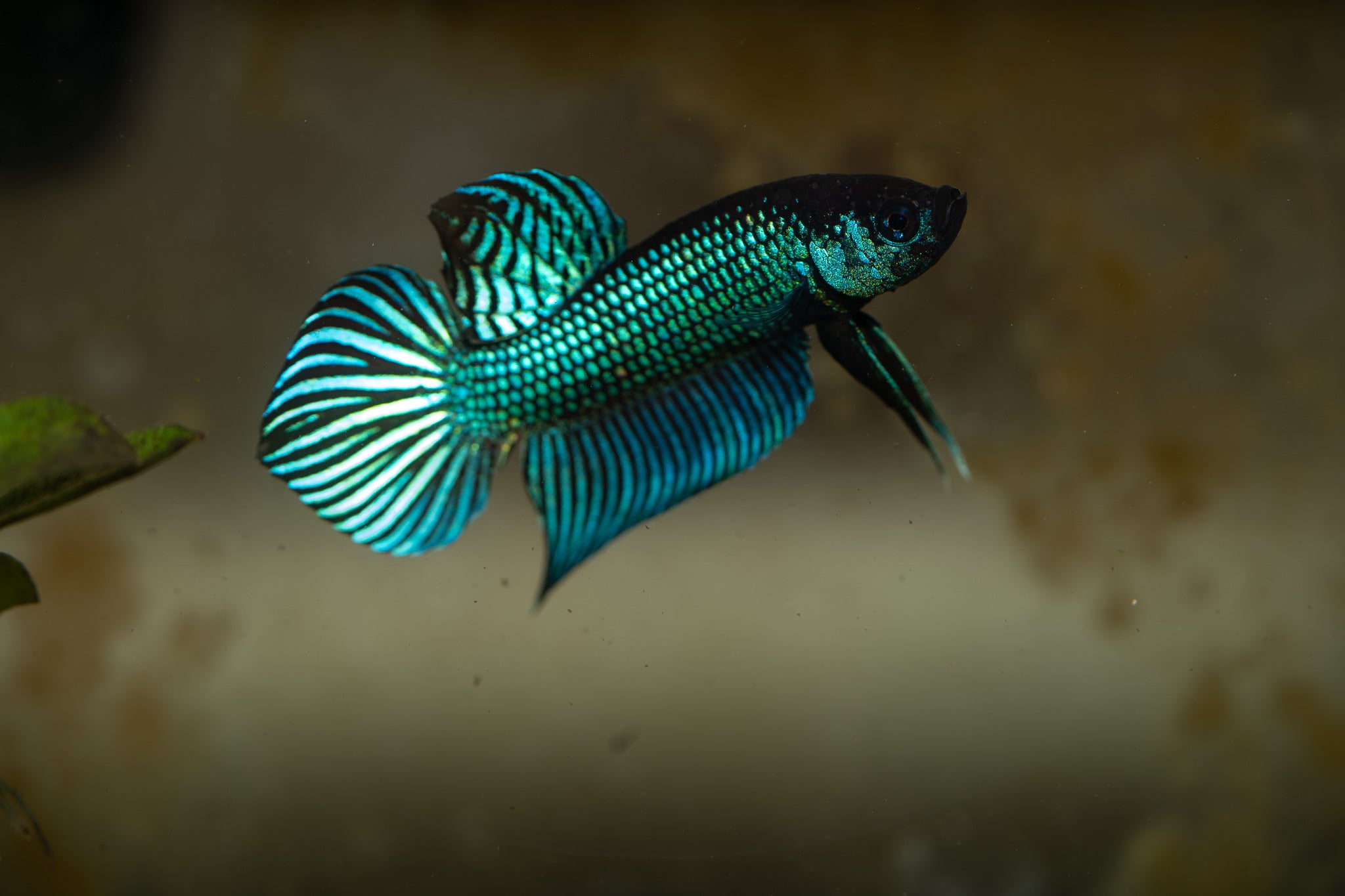 Betta mahachaiensis (Betta mahachai) Wild Type | Rare Bettas – BWAquatics