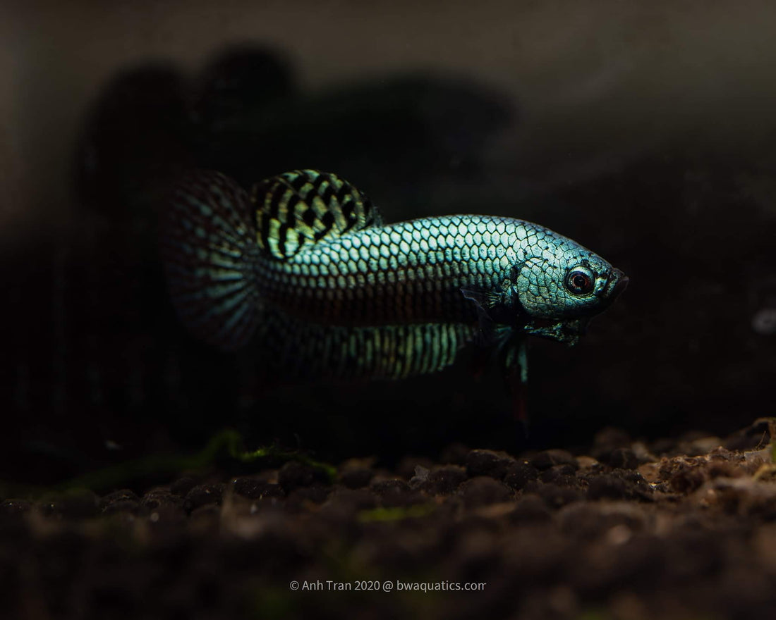 Rare Wild Betta Fish | Blackwater Aquatics – BWAquatics