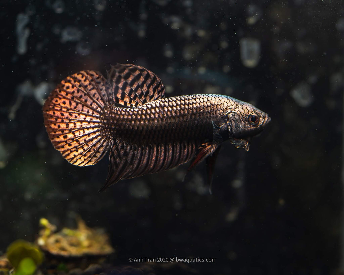 Alien Betta Copper Hybrid | Rare Bettas – BWAquatics