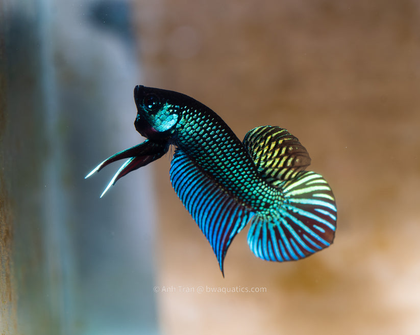 Betta mahachaiensis (Betta mahachai) Wild Type | Rare Bettas – BWAquatics
