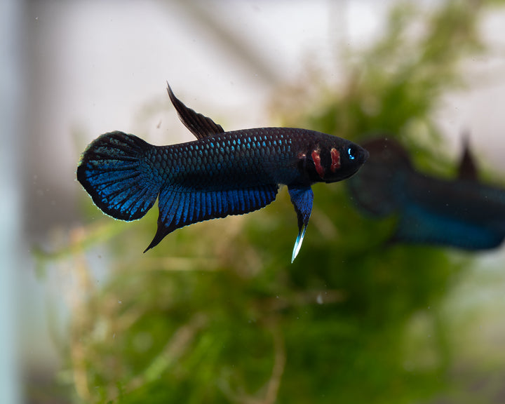Foerschi Complex – BWAquatics