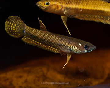 Unimaculata Complex – BWAquatics