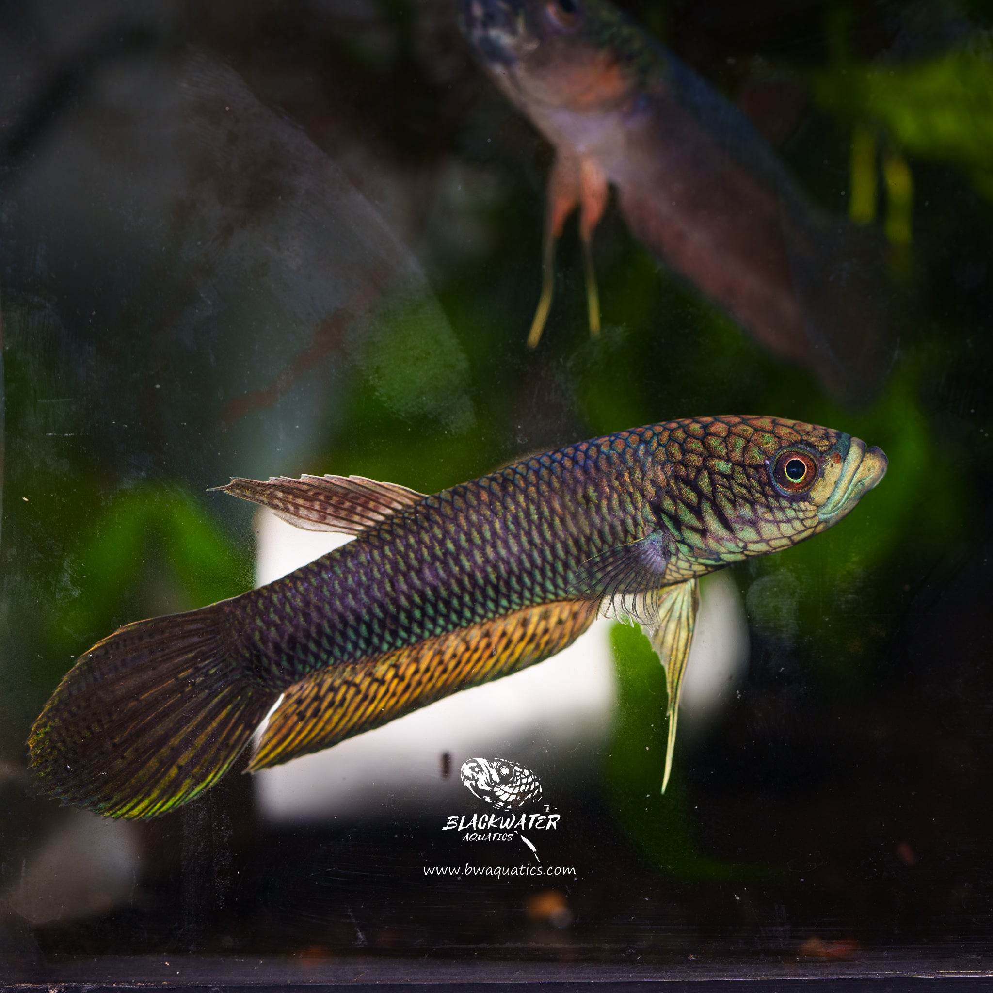 Rare Wild Betta Fish | Blackwater Aquatics – BWAquatics