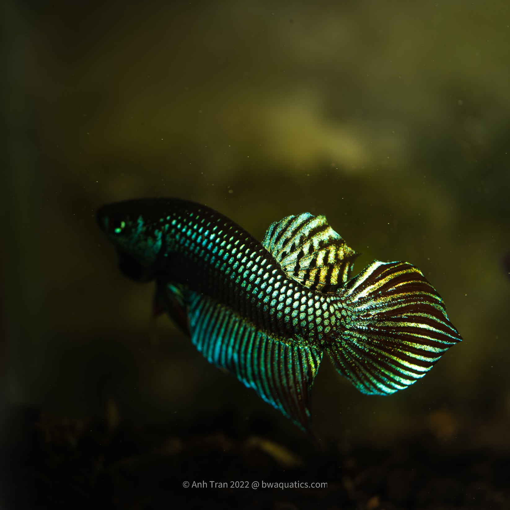 Betta mahachaiensis (Betta mahachai) Wild Type | Rare Bettas – BWAquatics