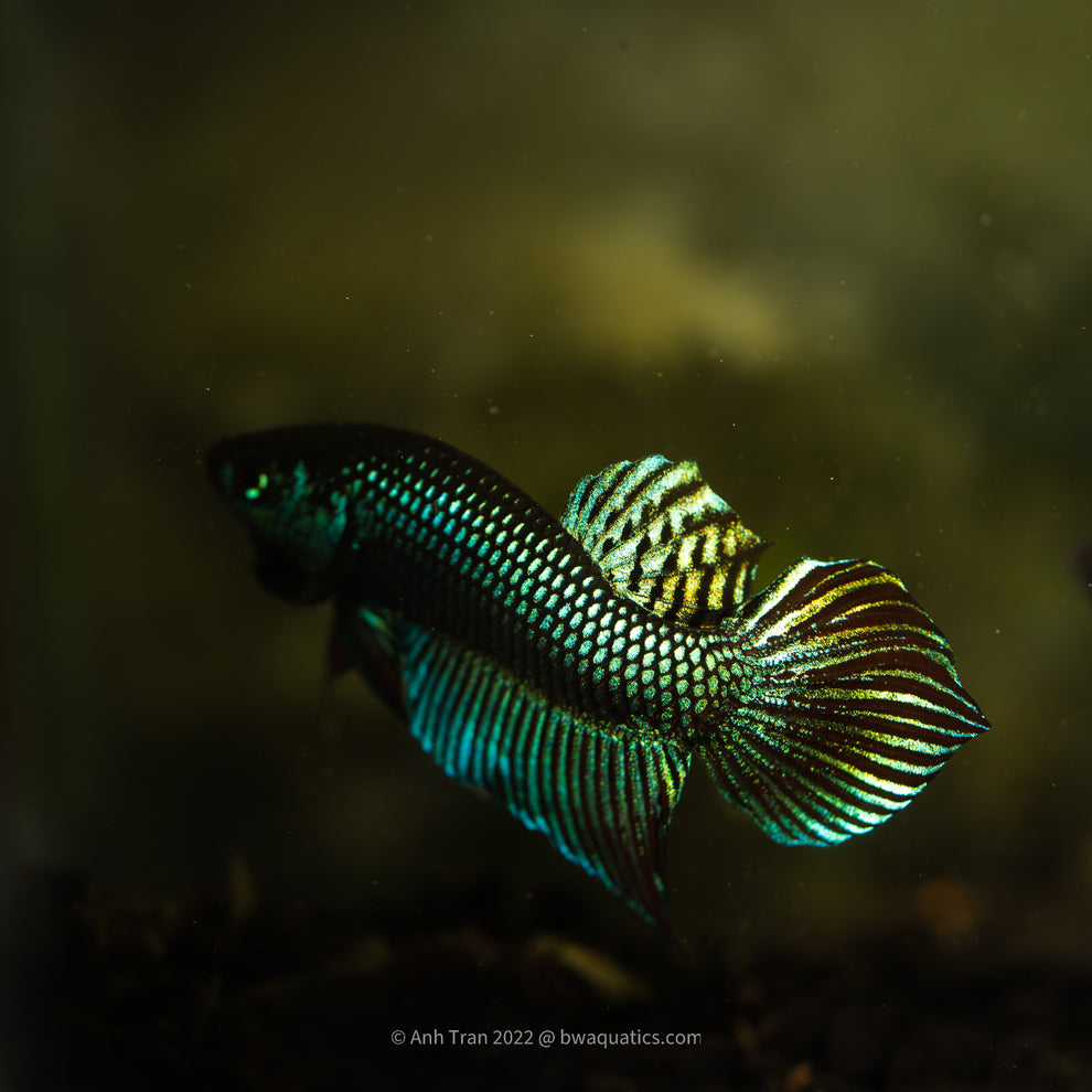 Betta mahachaiensis (Betta mahachai) Wild Type | Rare Bettas – BWAquatics