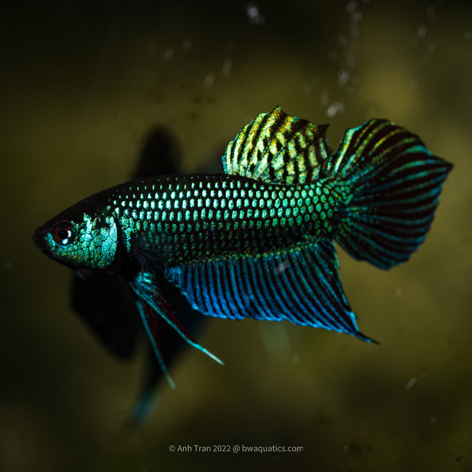 Betta mahachaiensis (Betta mahachai) Wild Type | Rare Bettas – BWAquatics