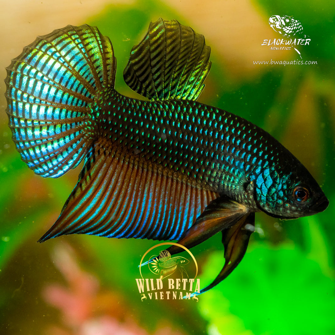 Splendens Complex – BWAquatics