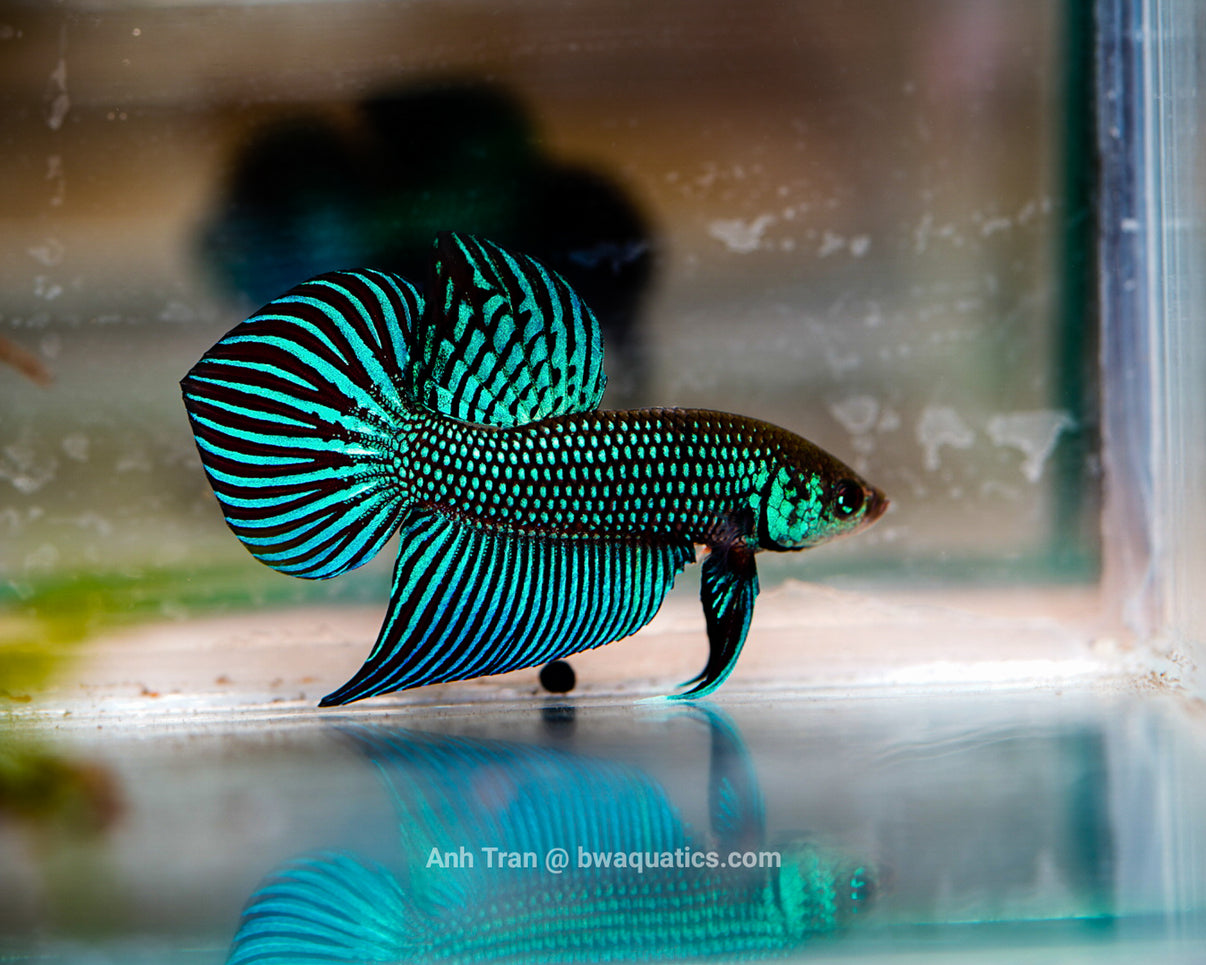 Betta mahachaiensis (Betta mahachai) Wild Type | Rare Bettas – BWAquatics