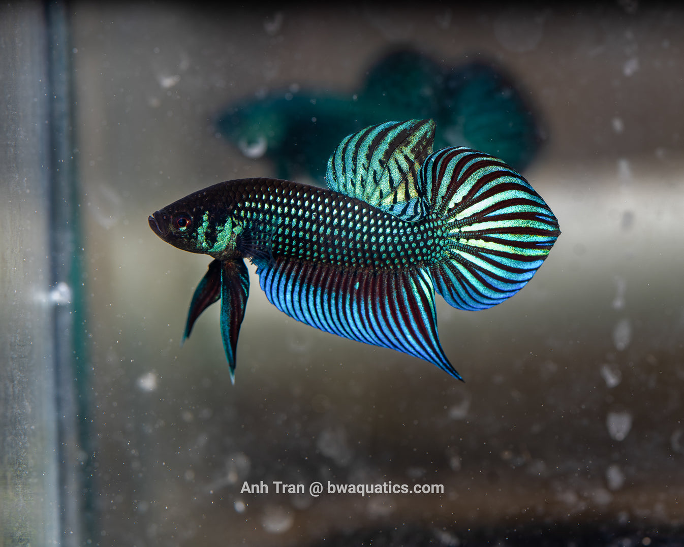 Betta mahachaiensis (Betta mahachai) Wild Type | Rare Bettas – BWAquatics
