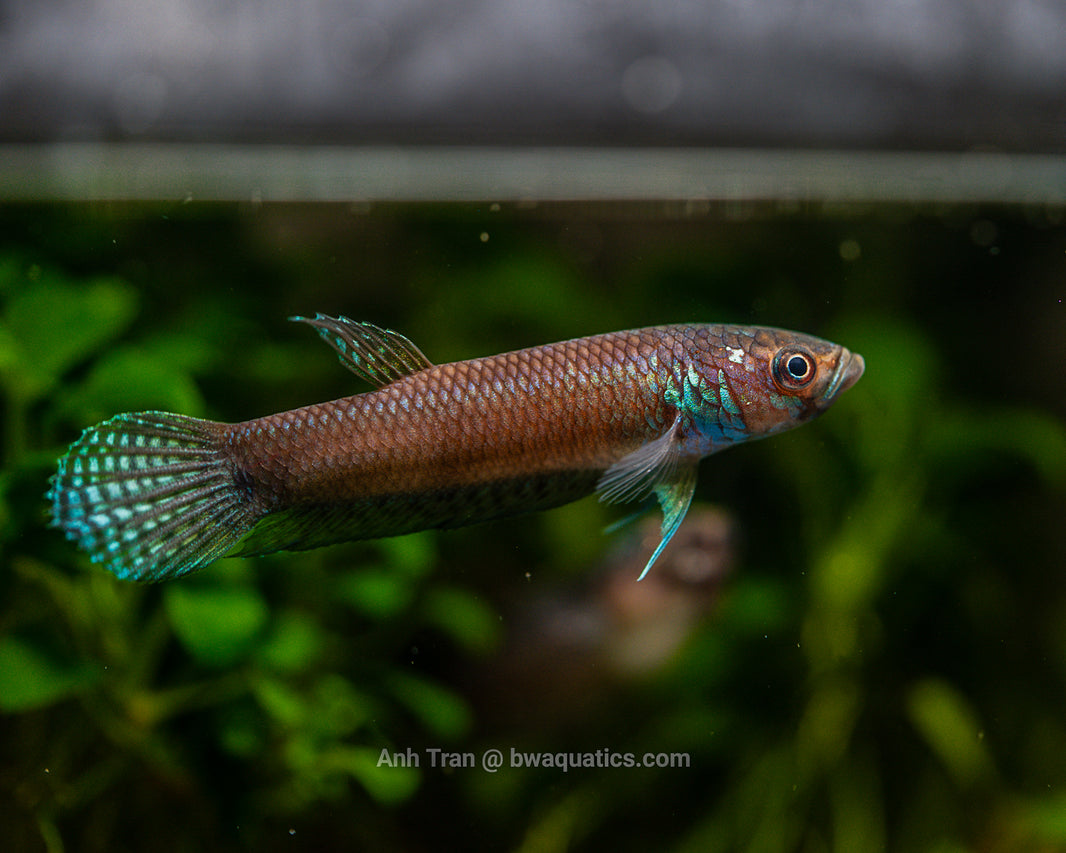 Unimaculata Complex – BWAquatics