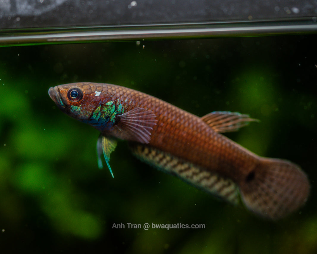 Unimaculata Complex – BWAquatics