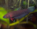 Betta Miniopinna | Wild Type Bettas – BWAquatics