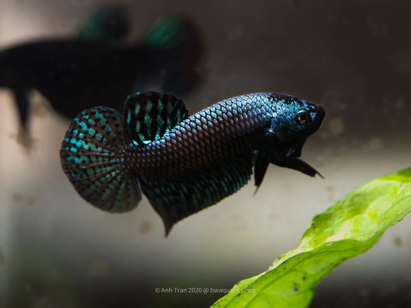 Alien Betta Gray Hybrid | Rare Bettas – BWAquatics