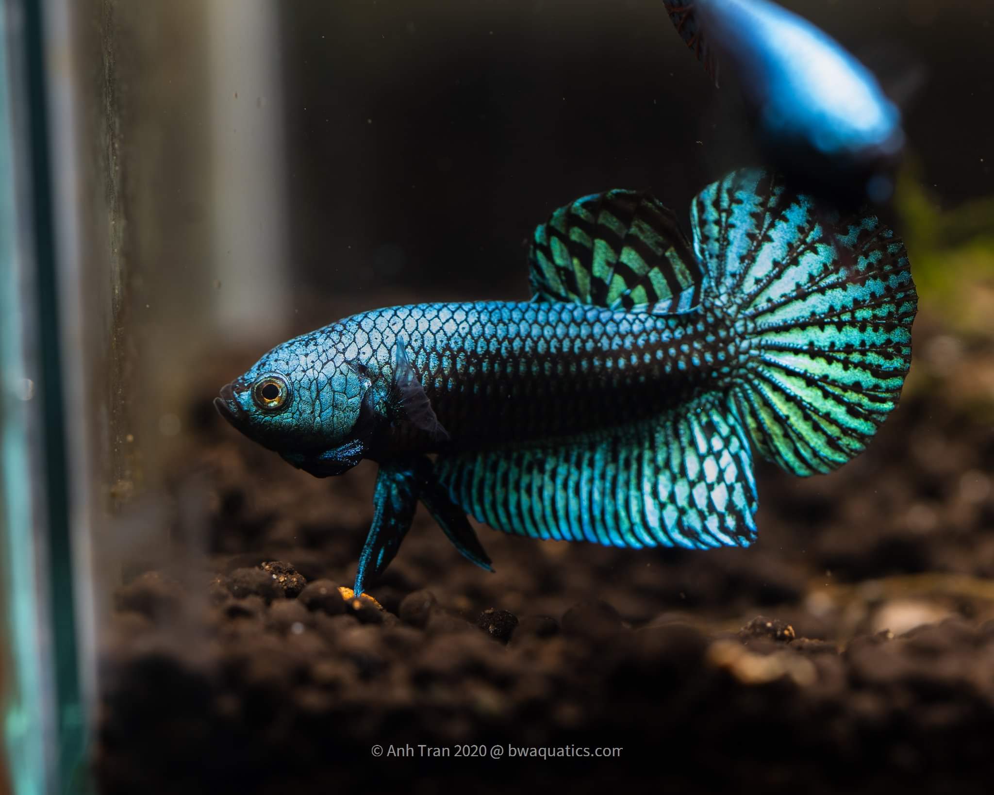 Rare Wild Betta Fish | Blackwater Aquatics – BWAquatics