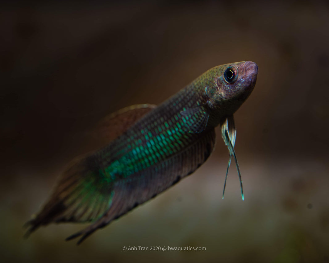 Other Betta Complex – BWAquatics