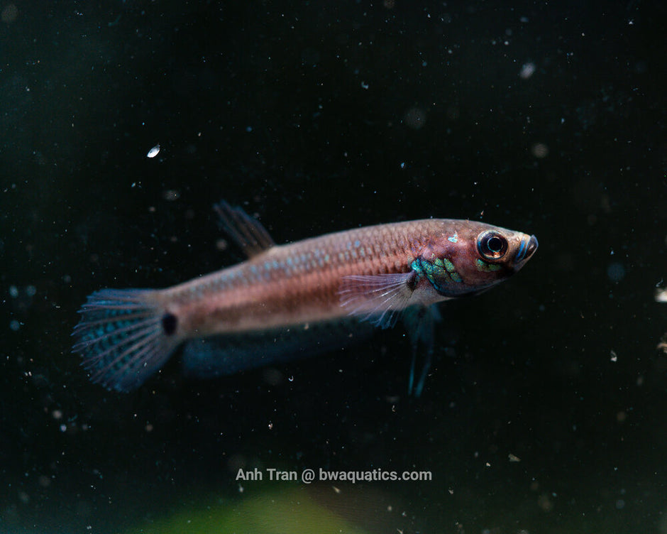 Unimaculata Complex – BWAquatics