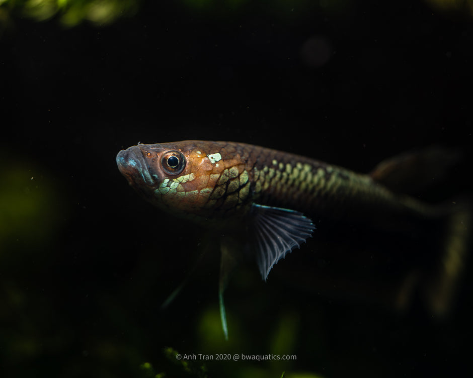 Unimaculata Complex – BWAquatics